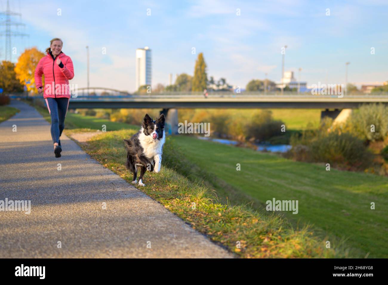 Boisterous Border Collie dog galloping along a footpath at sunset ...