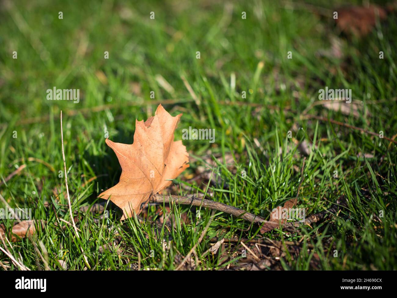 Yellow maple leaf on green grass. Macro. Vignette. Can be used as a ...