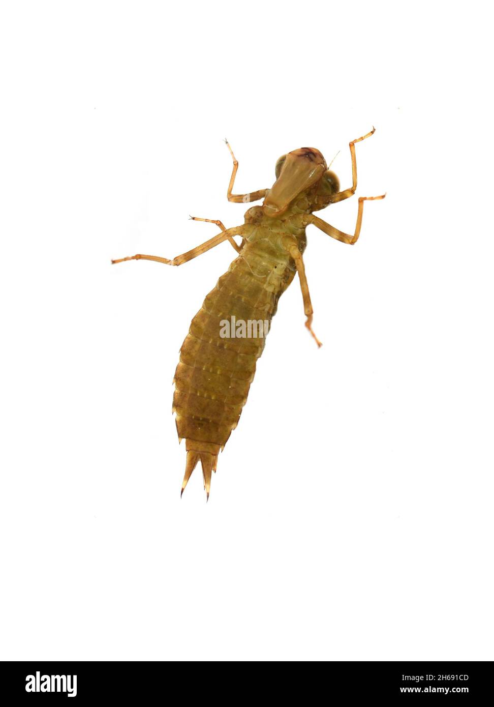 Labrum insect Cut Out Stock Images & Pictures - Alamy