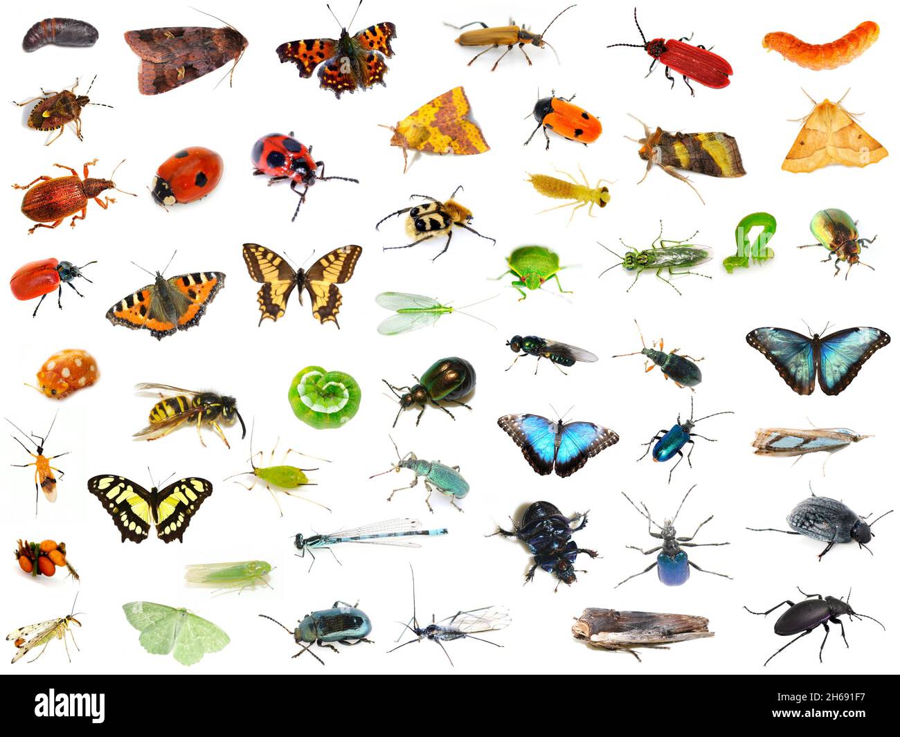Diversity of insects selection rainbow colors on white background Stock ...