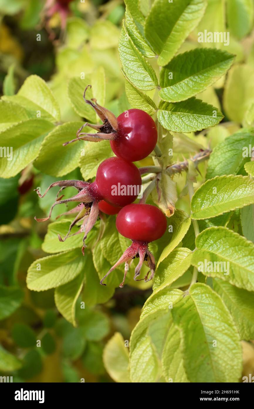 Ripe red rose hips on a Rosa rugosa plant Stock Photo - Alamy