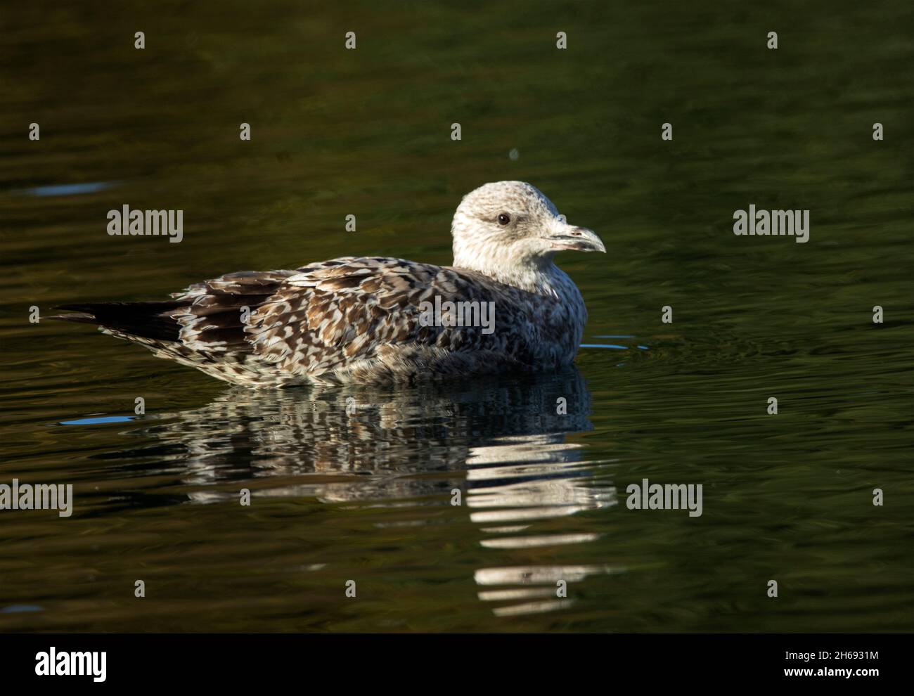 A juvenile Herring Gull has a distinctive mottled brown plumage till ...