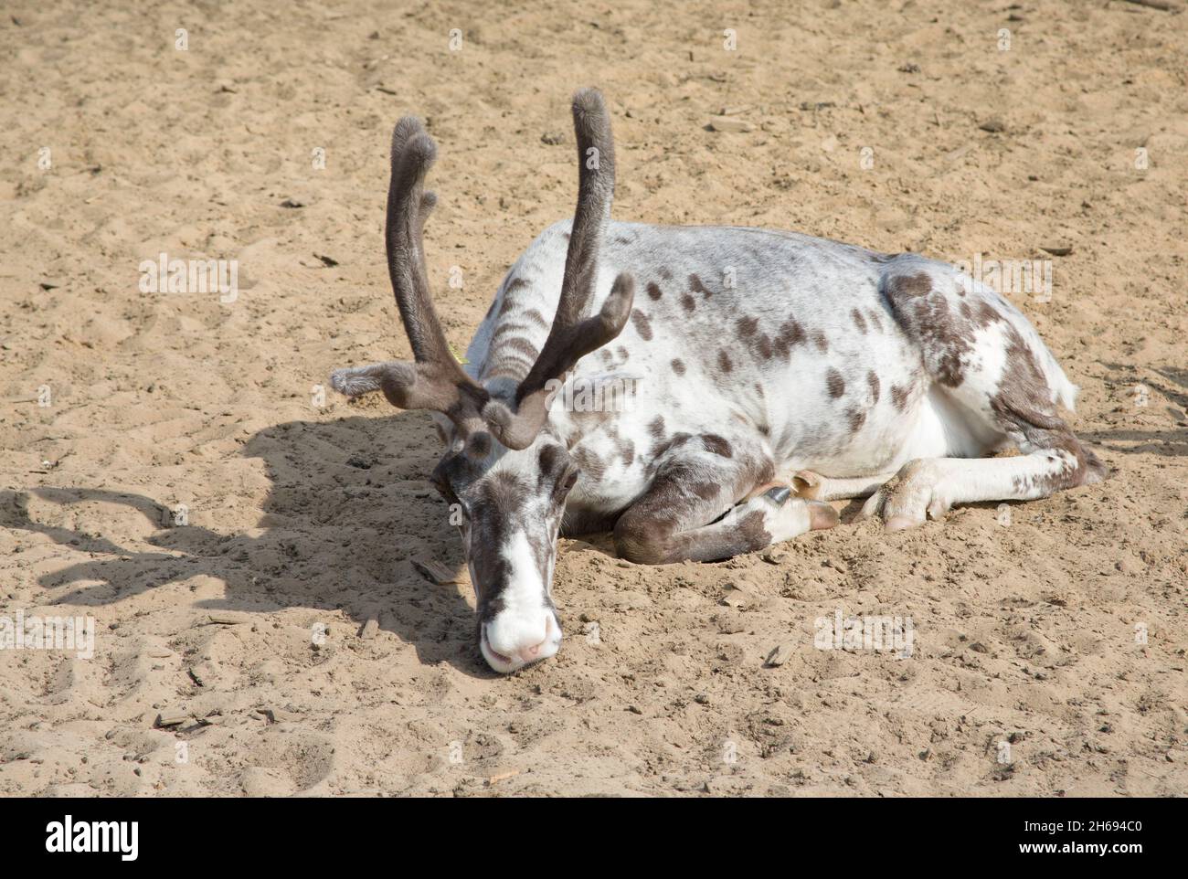 Beautiful lonely reindeer is sad while lying on the sand Stock Photo ...