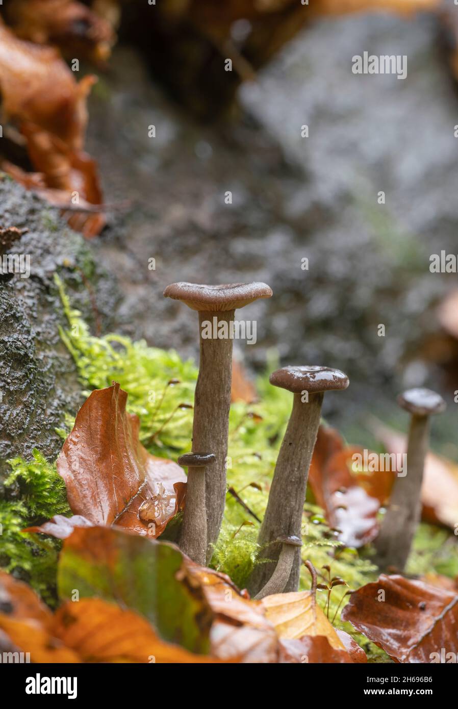 Goblet (Pseudoclitocybe cyathiformis)on dead beech tree Stock Photo - Alamy