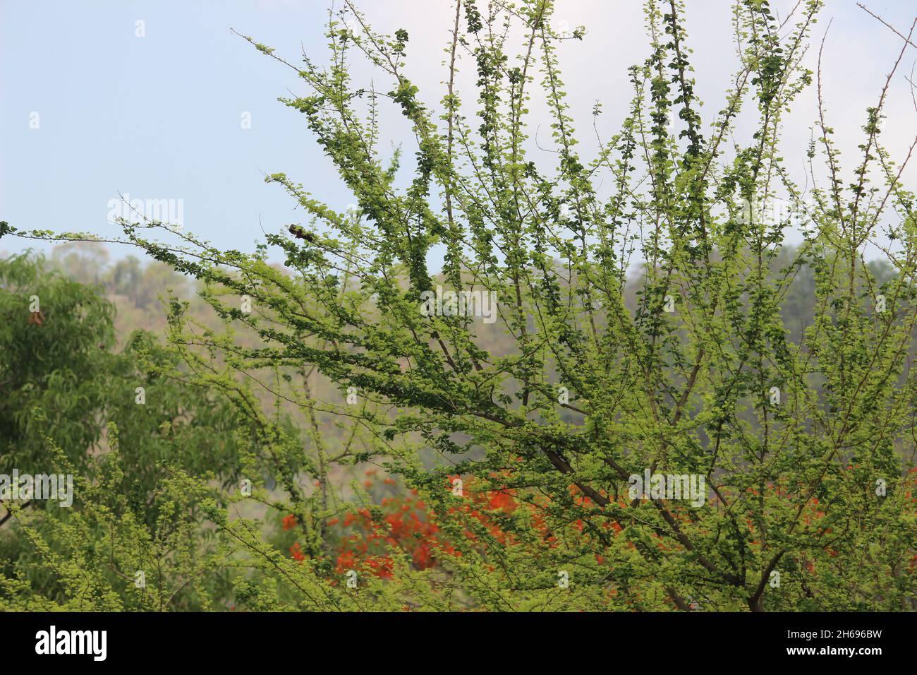 Tender leaves sprouting after the monsoon on the tree branches. Shot ...