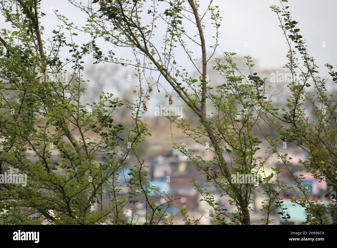 Tender leaves sprouting after the monsoon on the tree branches Stock ...