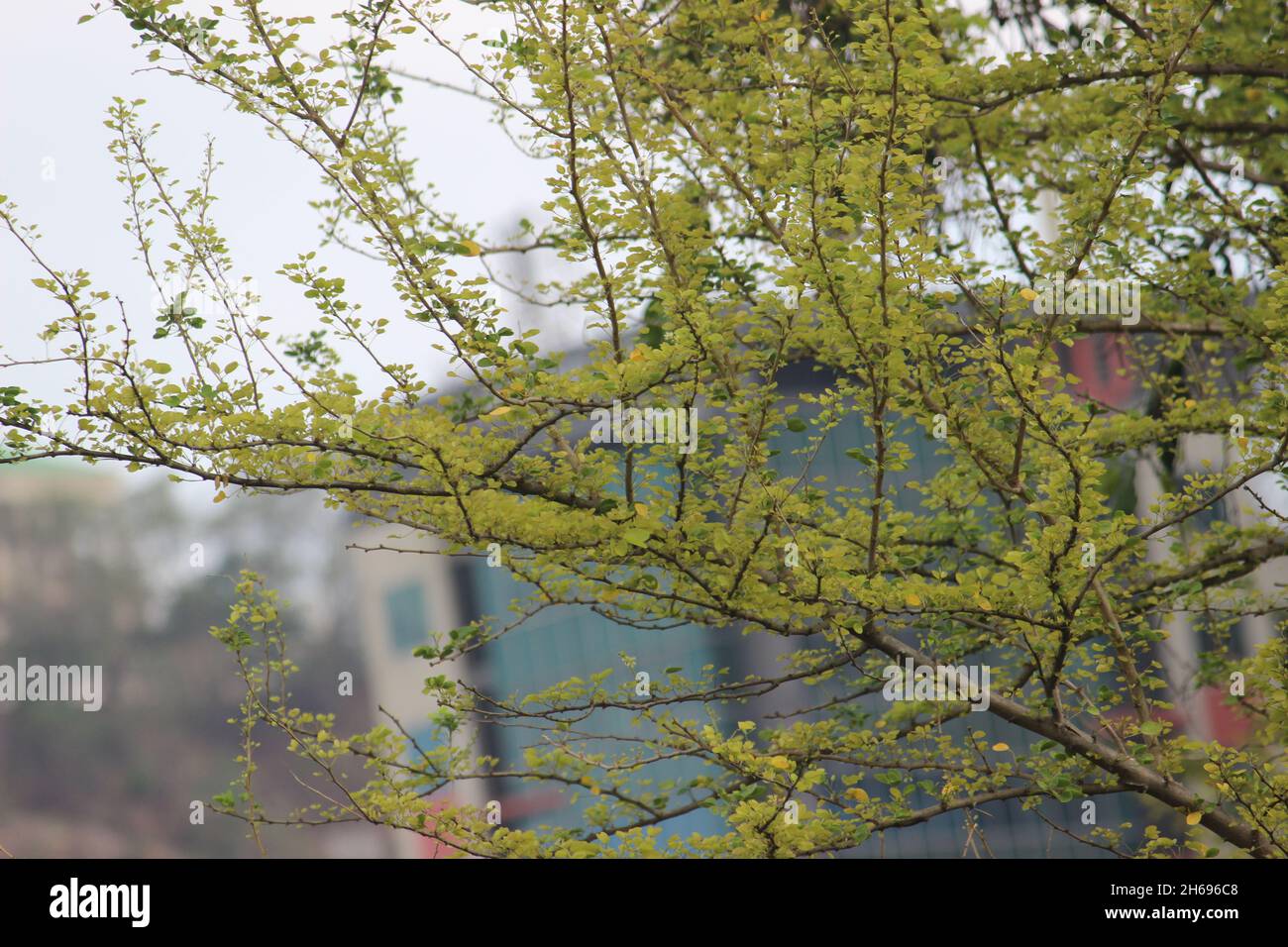 Tender leaves sprouting after the monsoon on the tree branches Stock ...