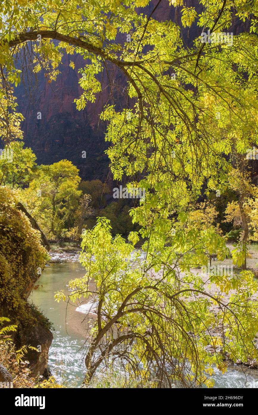 Leaves overhanging calm river surface hi-res stock photography and ...