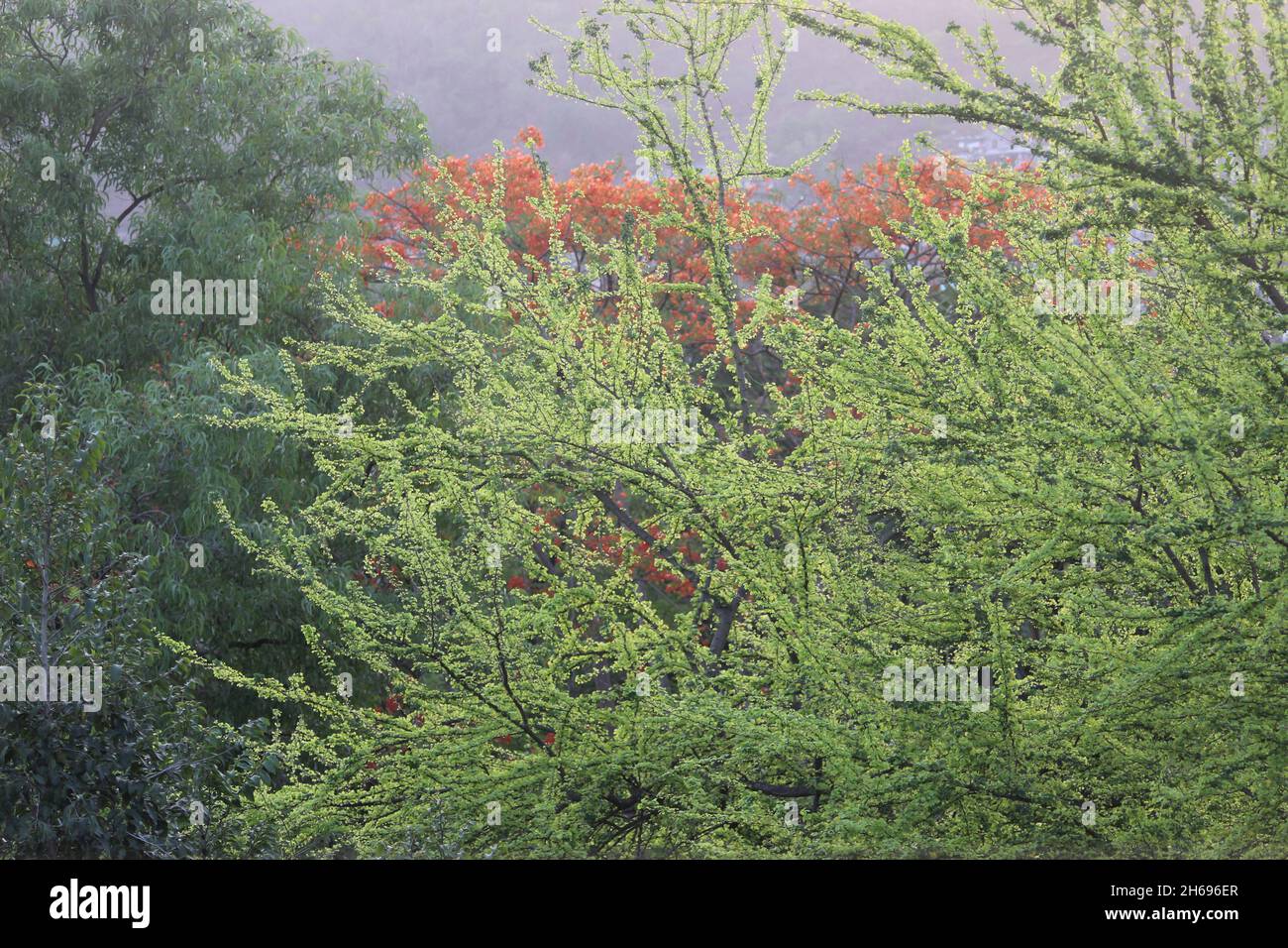 Tender leaves hi-res stock photography and images - Alamy