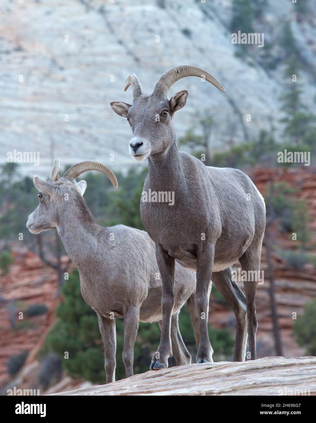 Zion National Park, Utah, USA. Two female desert bighorn sheep, Ovis ...