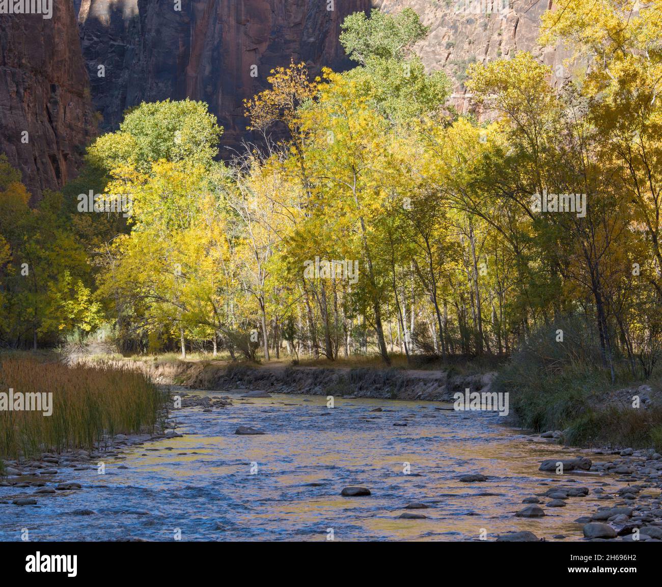 Zion National Park, Utah, USA. View along the Virgin River in the ...