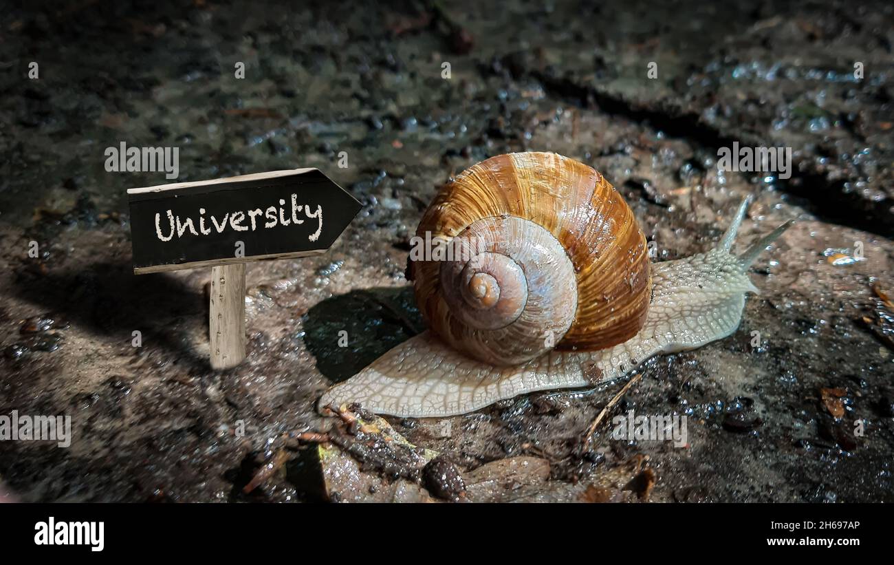 Street Sign the Direction Way to University Stock Photo - Alamy