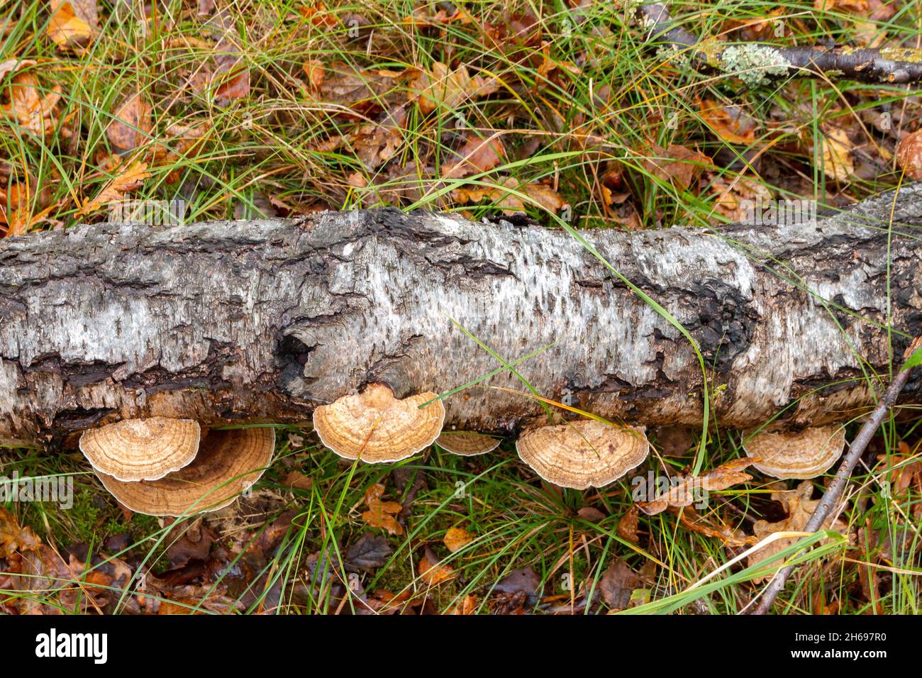 wild Bracket fungus growing on a tree in the forest Stock Photo - Alamy