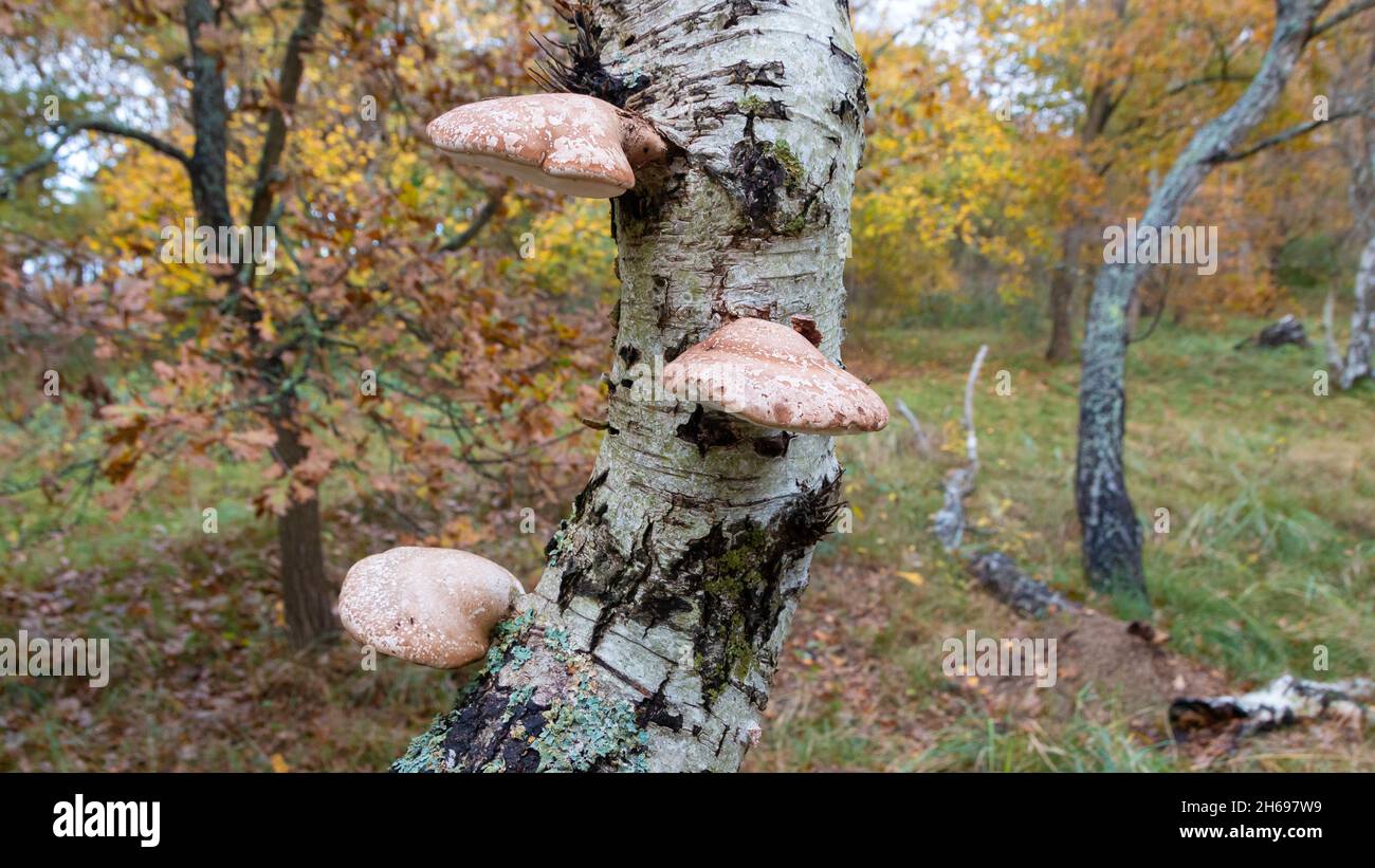 wild Bracket fungus growing on a tree in the forest Stock Photo - Alamy