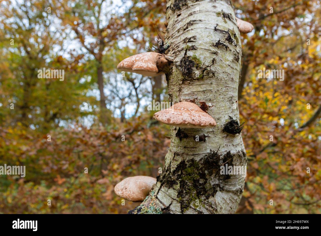 wild Bracket fungus growing on a tree in the forest Stock Photo - Alamy