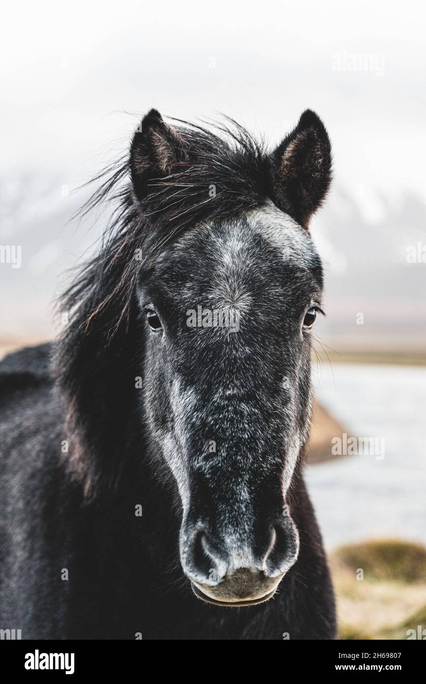 Icelandic horses line hi-res stock photography and images - Alamy Icelandic horses line hi-res stock photography and images - Alamy