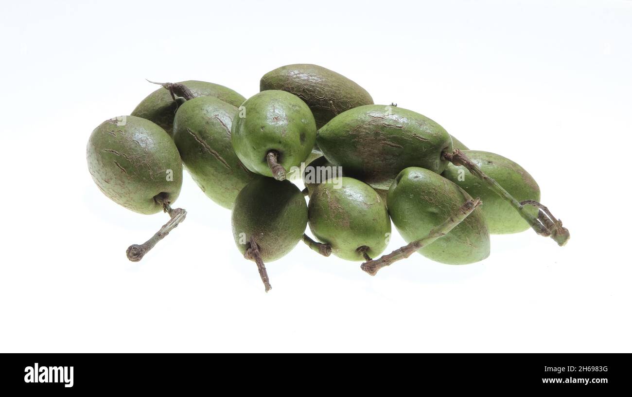 Ceylon olive tree hi-res stock photography and images - Alamy