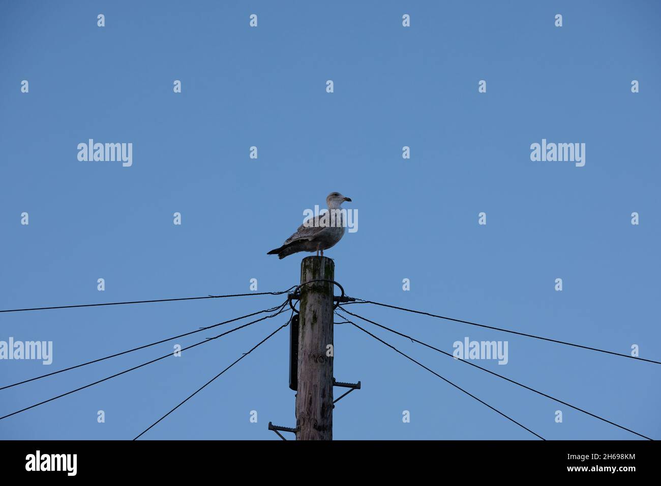 Seagull on telephone mast hi-res stock photography and images - Alamy