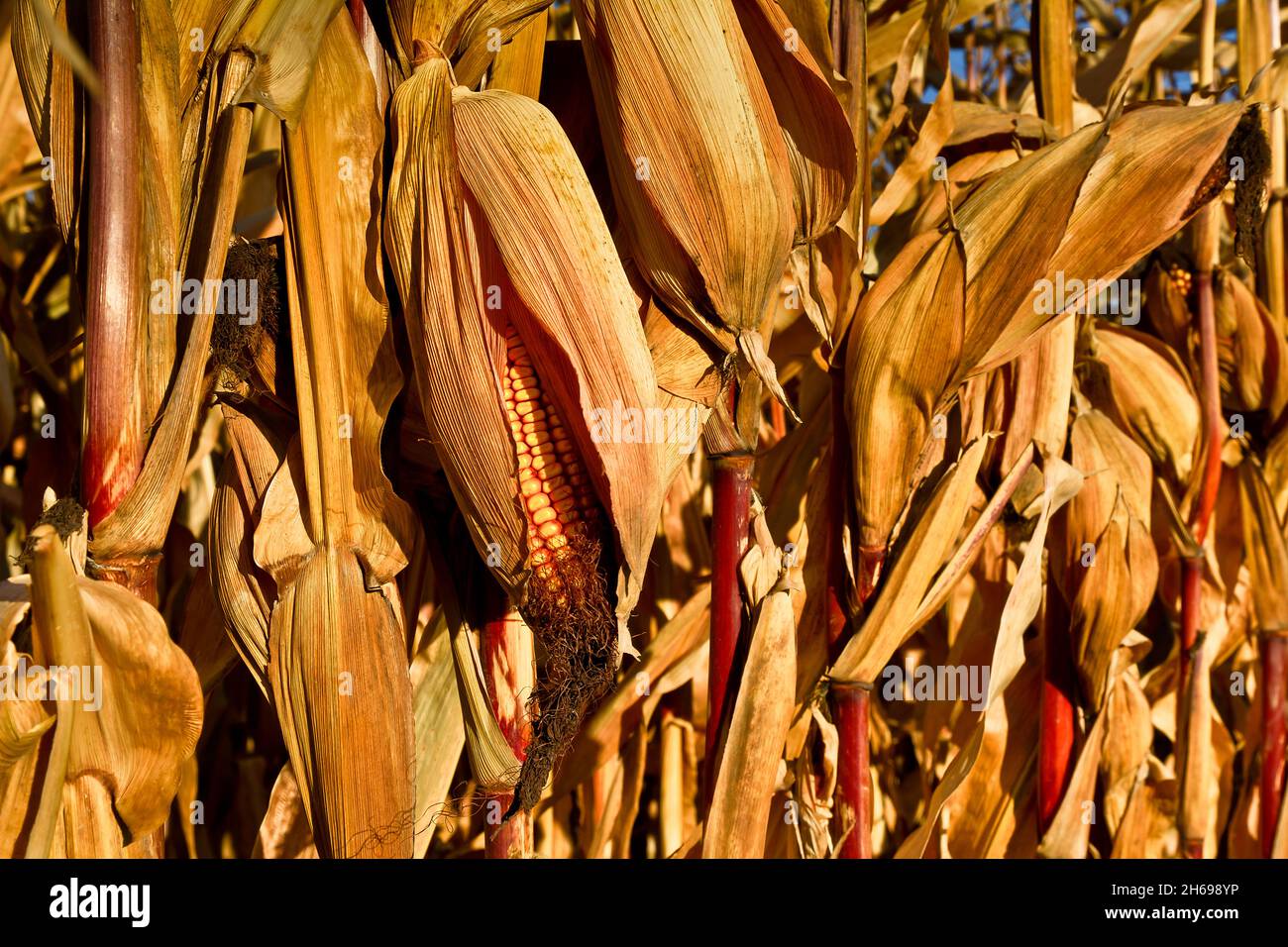Corn field background hi-res stock photography and images - Alamy