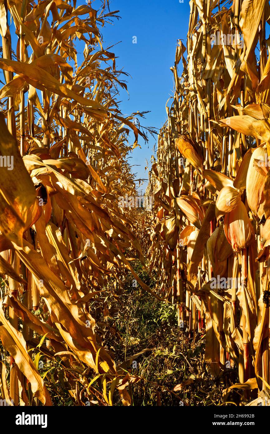 Corn field background hi-res stock photography and images - Alamy