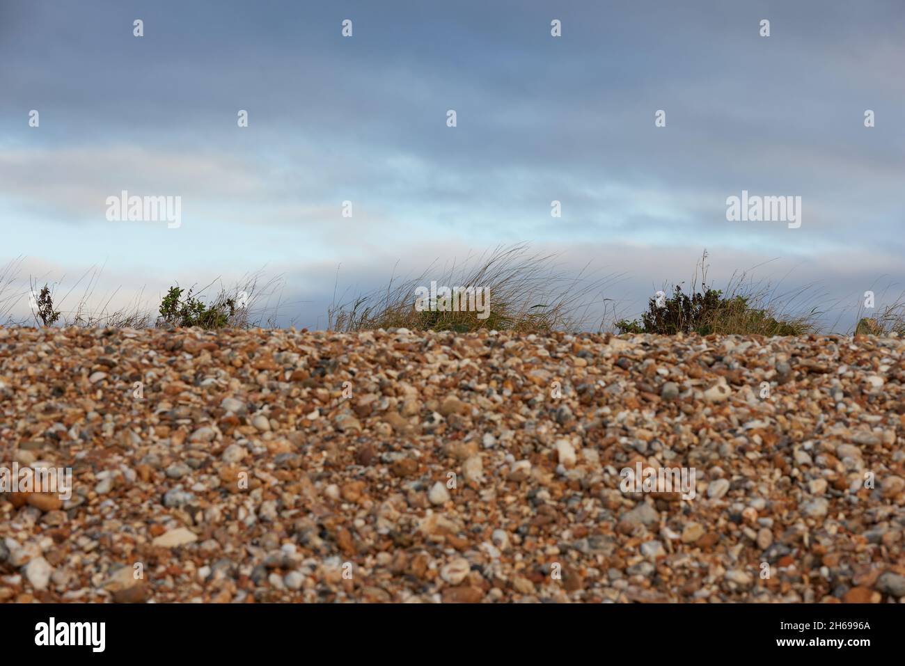 Wild grass growing in shingle Stock Photo - Alamy