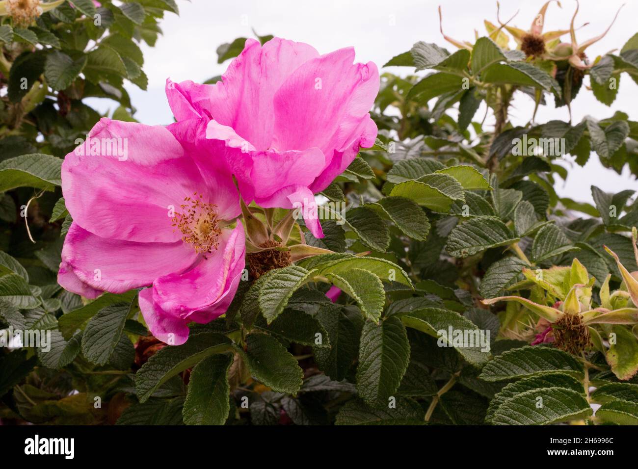 Pink Flowers, Greenery Stock Photo - Alamy