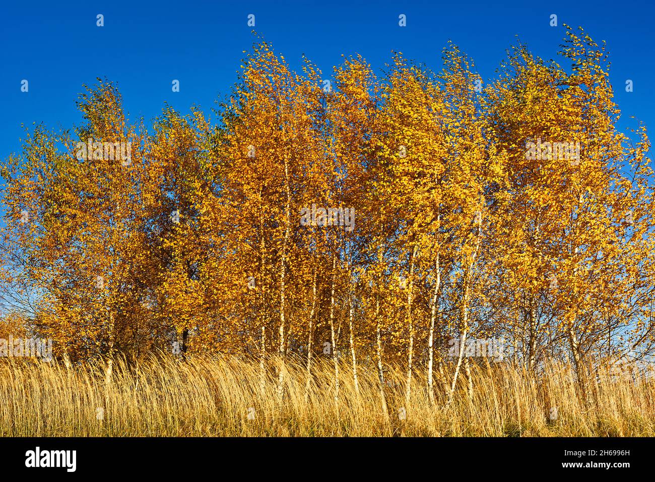 Yellow birches hi-res stock photography and images - Alamy