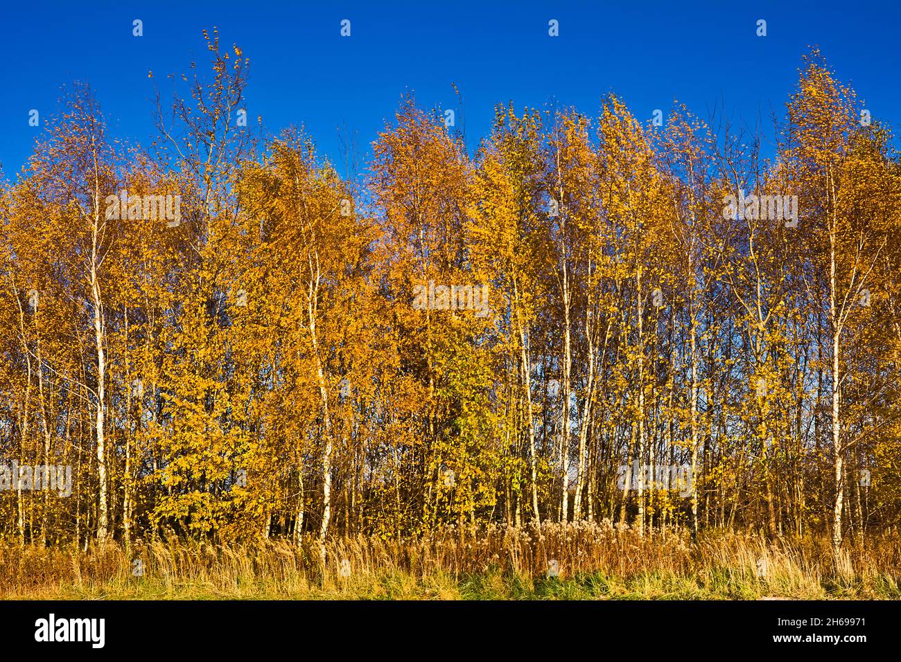 Sunny birches hi-res stock photography and images - Alamy