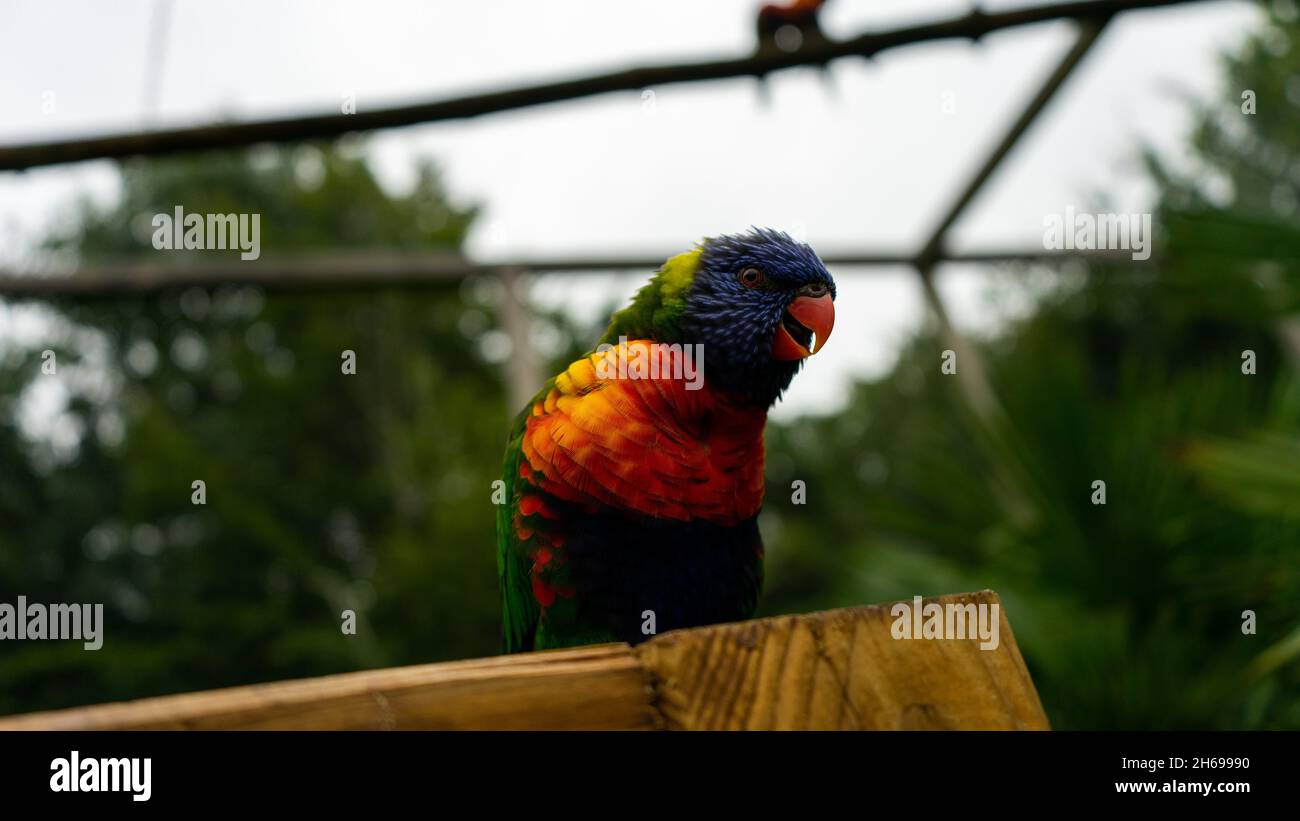 A selective of a coconut lorikeet (Trichoglossus haematodus Stock Photo ...
