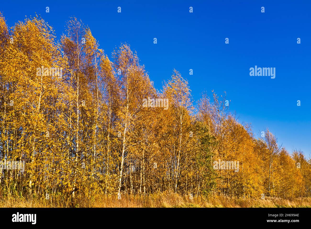 Yellow birches hi-res stock photography and images - Alamy
