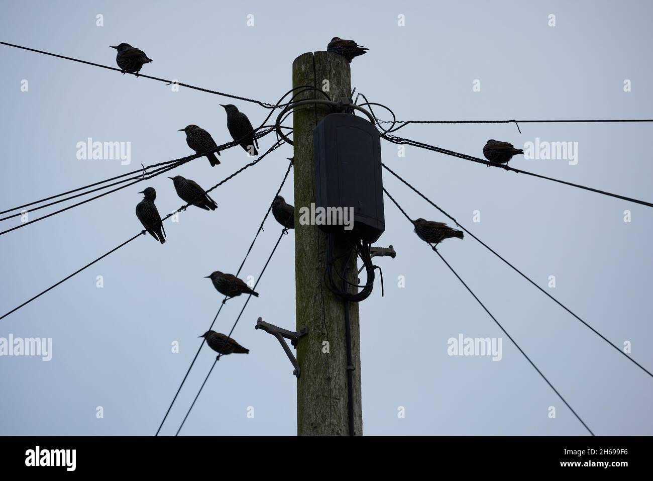 Close up of top of telephone post with wires Stock Photo - Alamy