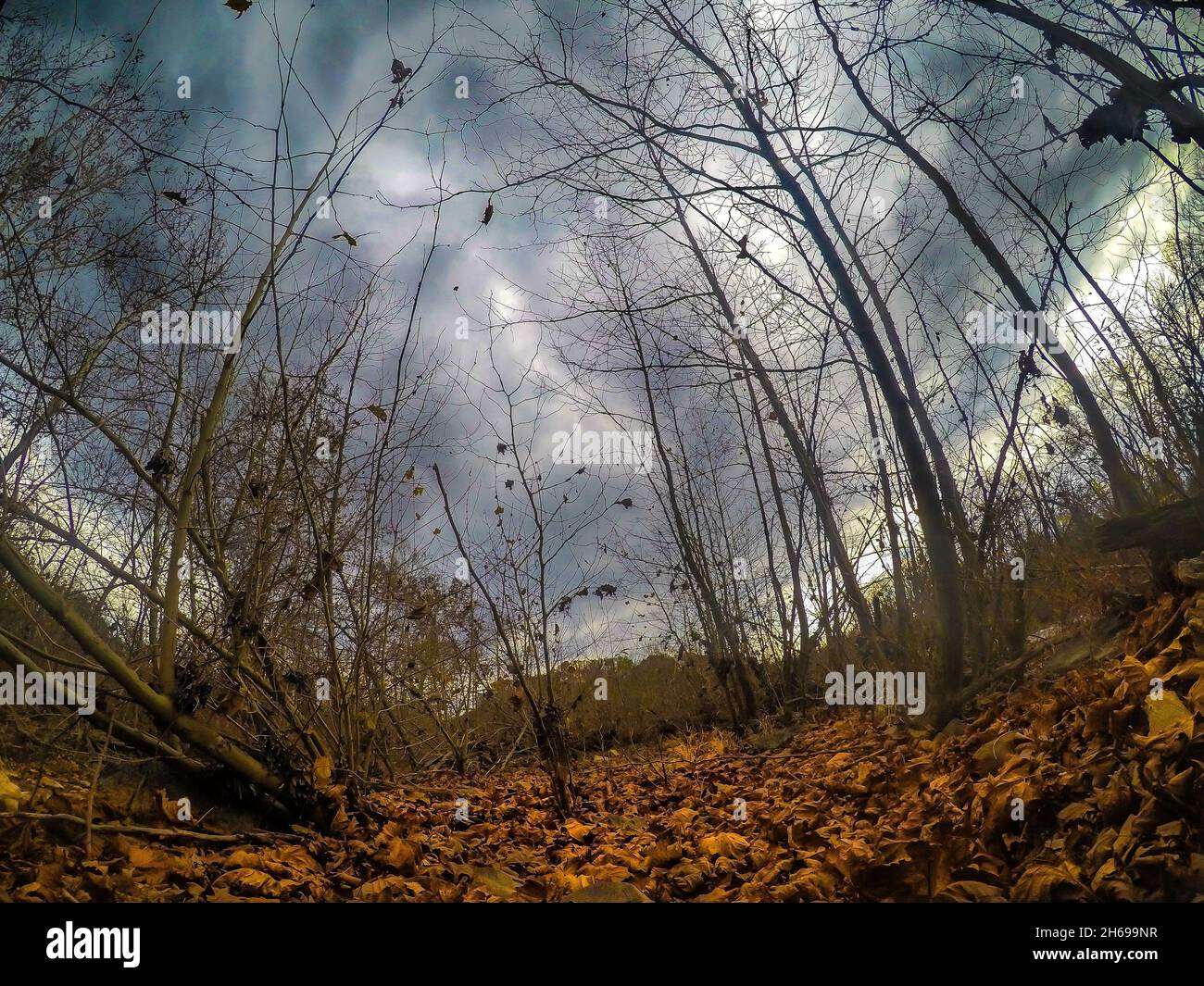 A forest with leafless thin trees under a gloomy sky in autumn Stock ...