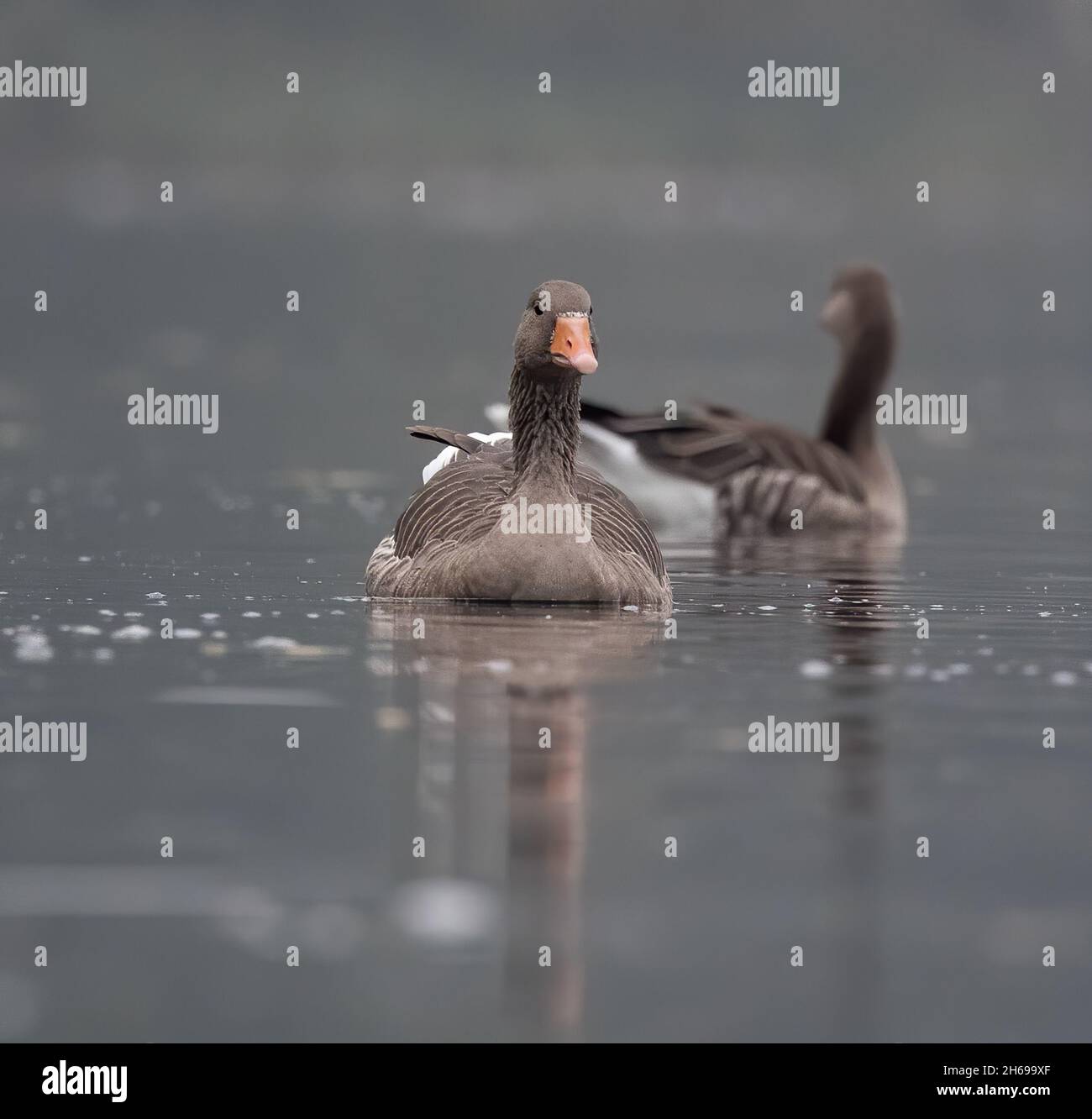 A couple of gray geese floating on a calm lake Stock Photo - Alamy