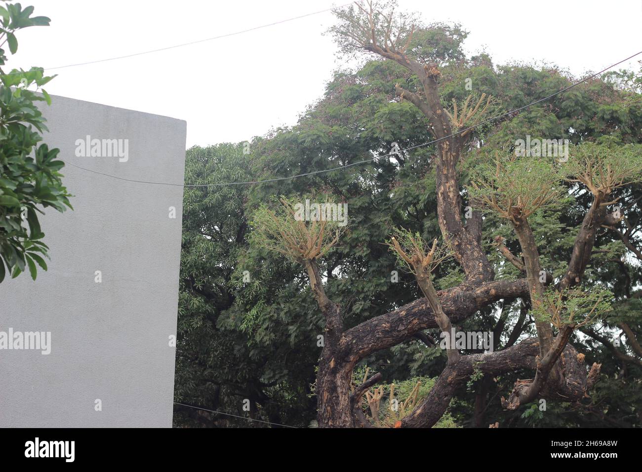 Trimmed tree branches after pruning. Pruning the branches are done as a ...