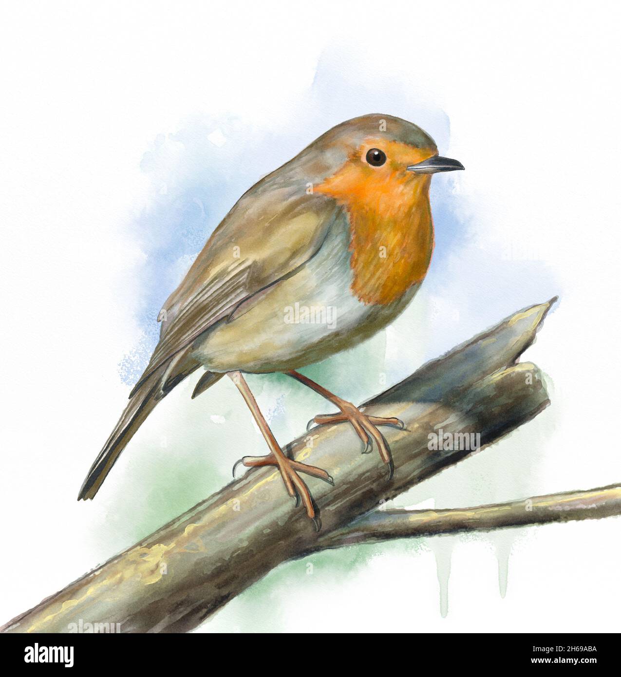 Robin bird drawing drawing hi-res stock photography and images - Alamy