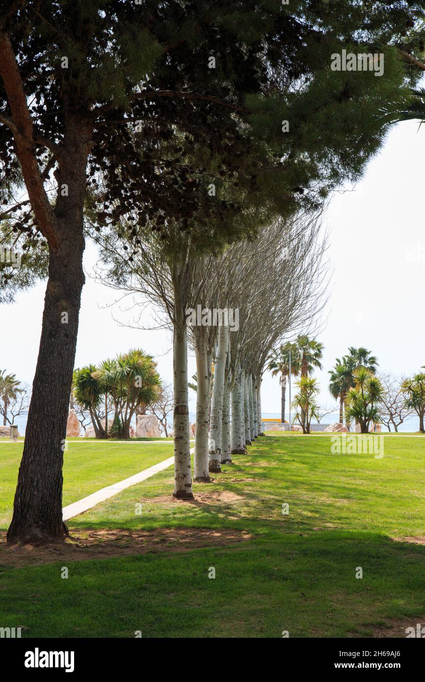 A row of birch and palm trees in a park Stock Photo - Alamy