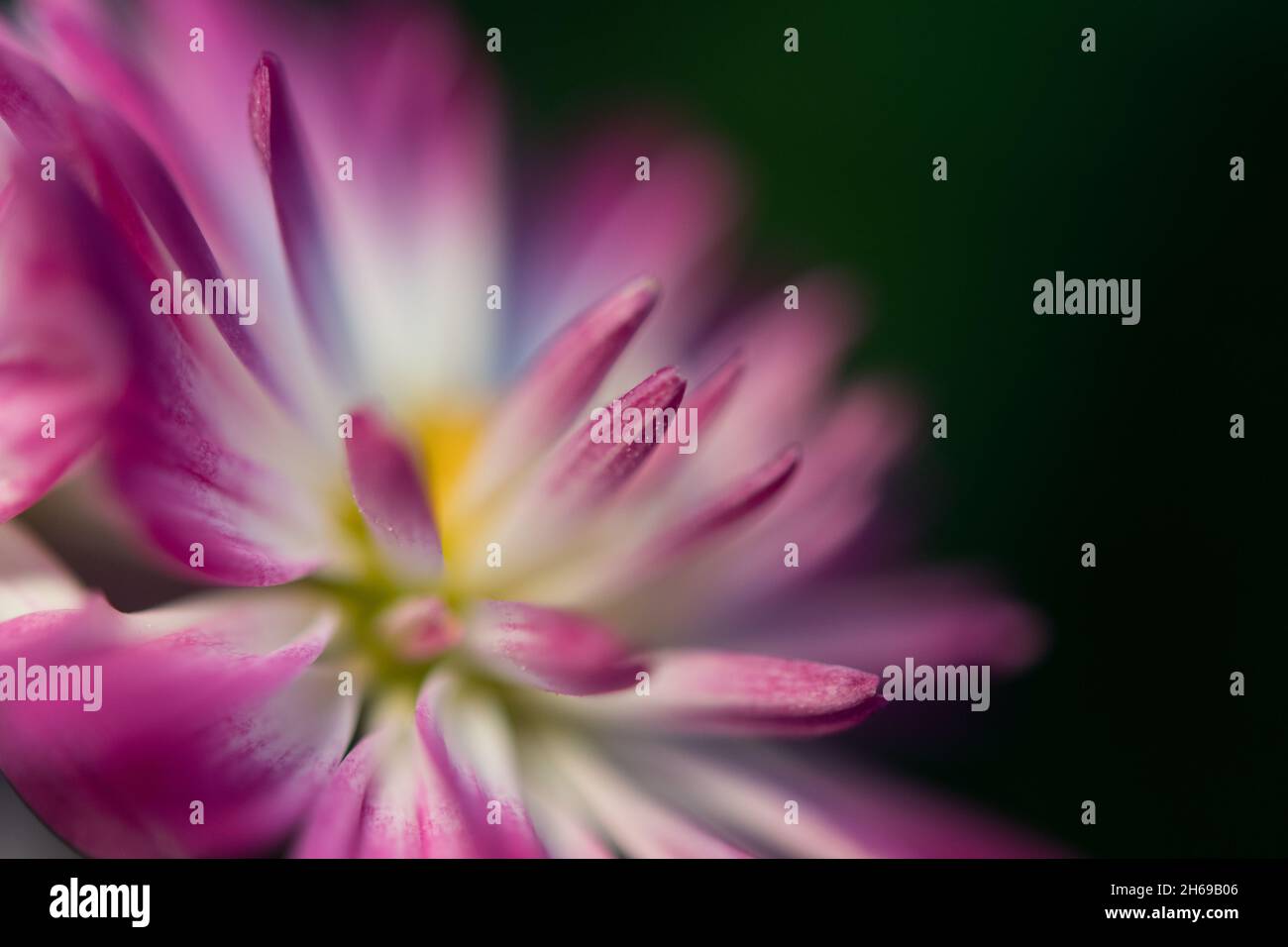 Pointy Purple Petals Stock Photo - Alamy