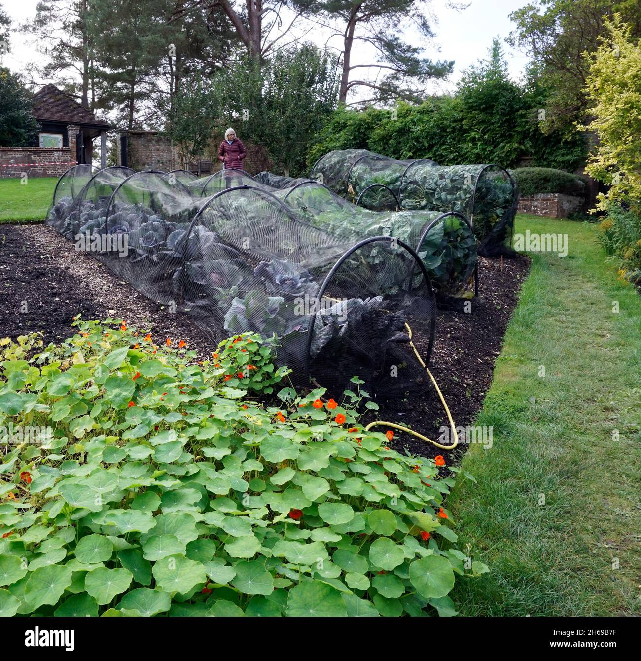 vegetables growing under home made netting tunnels in kitchen garden ...