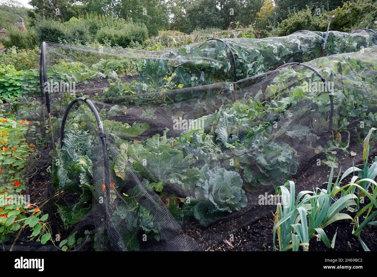 garden produce in protective home made net covers Stock Photo - Alamy