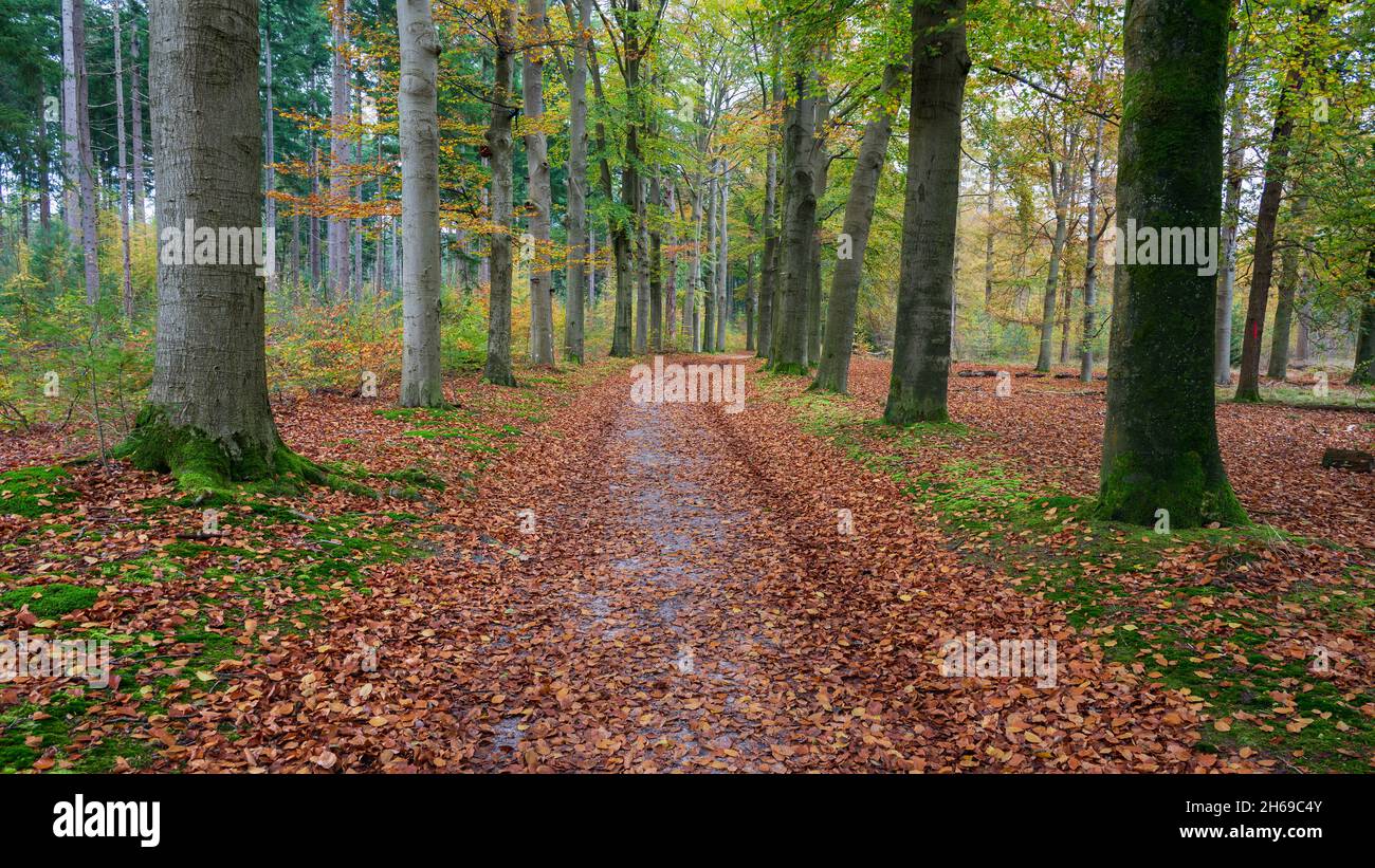 Beautiful autumn leaves on trees along a path in a forest at the in ...