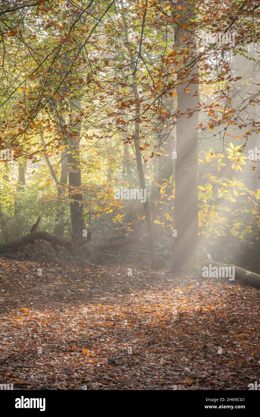 New Forest sunrays, Autumn Stock Photo - Alamy