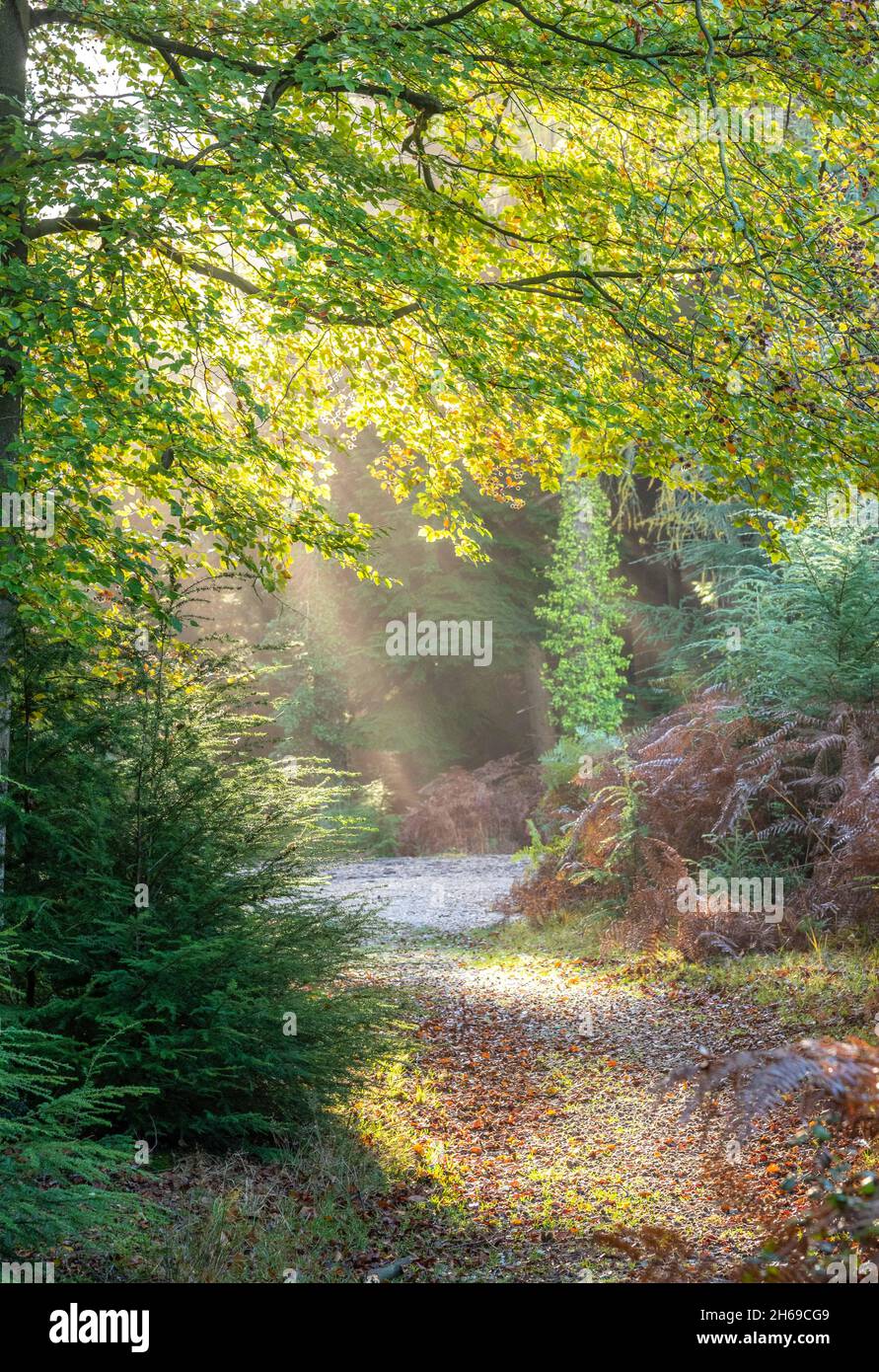 New Forest pathway, Autumn Stock Photo - Alamy