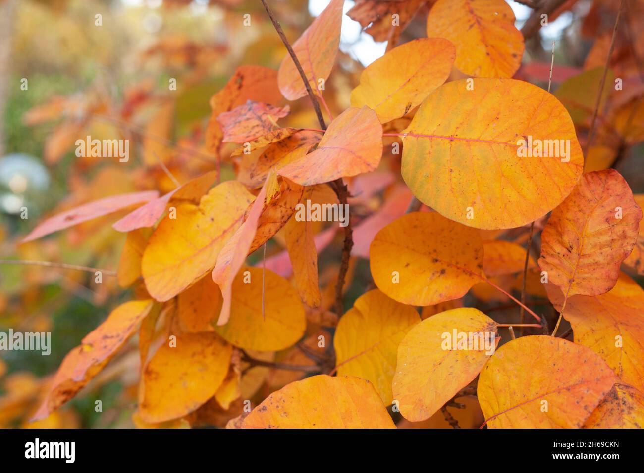 Bright colors of autumn hi-res stock photography and images - Alamy
