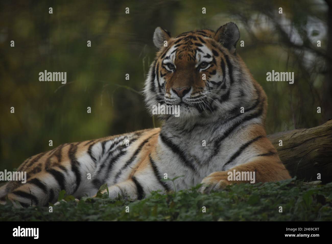 "Amur or Siberian tiger", "Panthera Tigris Altaic Tiger", "Siberian ...