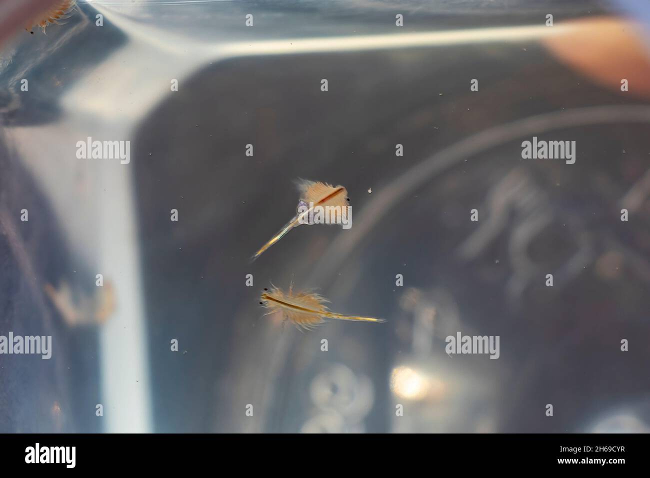 Brine shrimp sea monkeys hi-res stock photography and images - Alamy