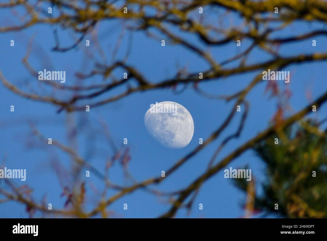 The waxing gibbous Moon behind tree branches Stock Photo - Alamy