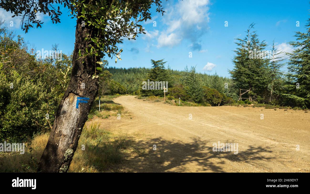 Marking on a tree indicates a turn on a hiking trail Stock Photo - Alamy