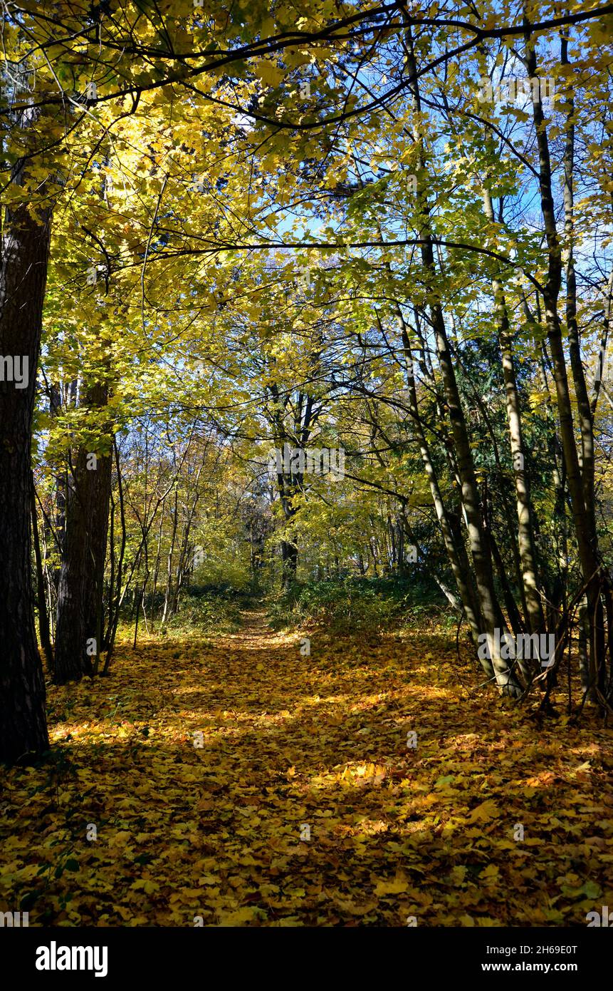 Austria, path through discolored deciduous forest in autumn in the ...