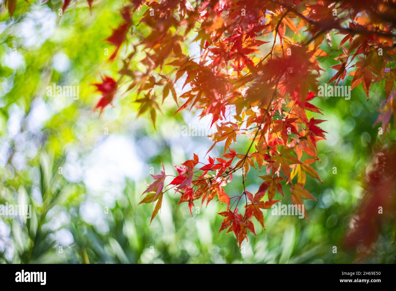 Japanese red maple tree leaves as a autumnal background Stock Photo - Alamy
