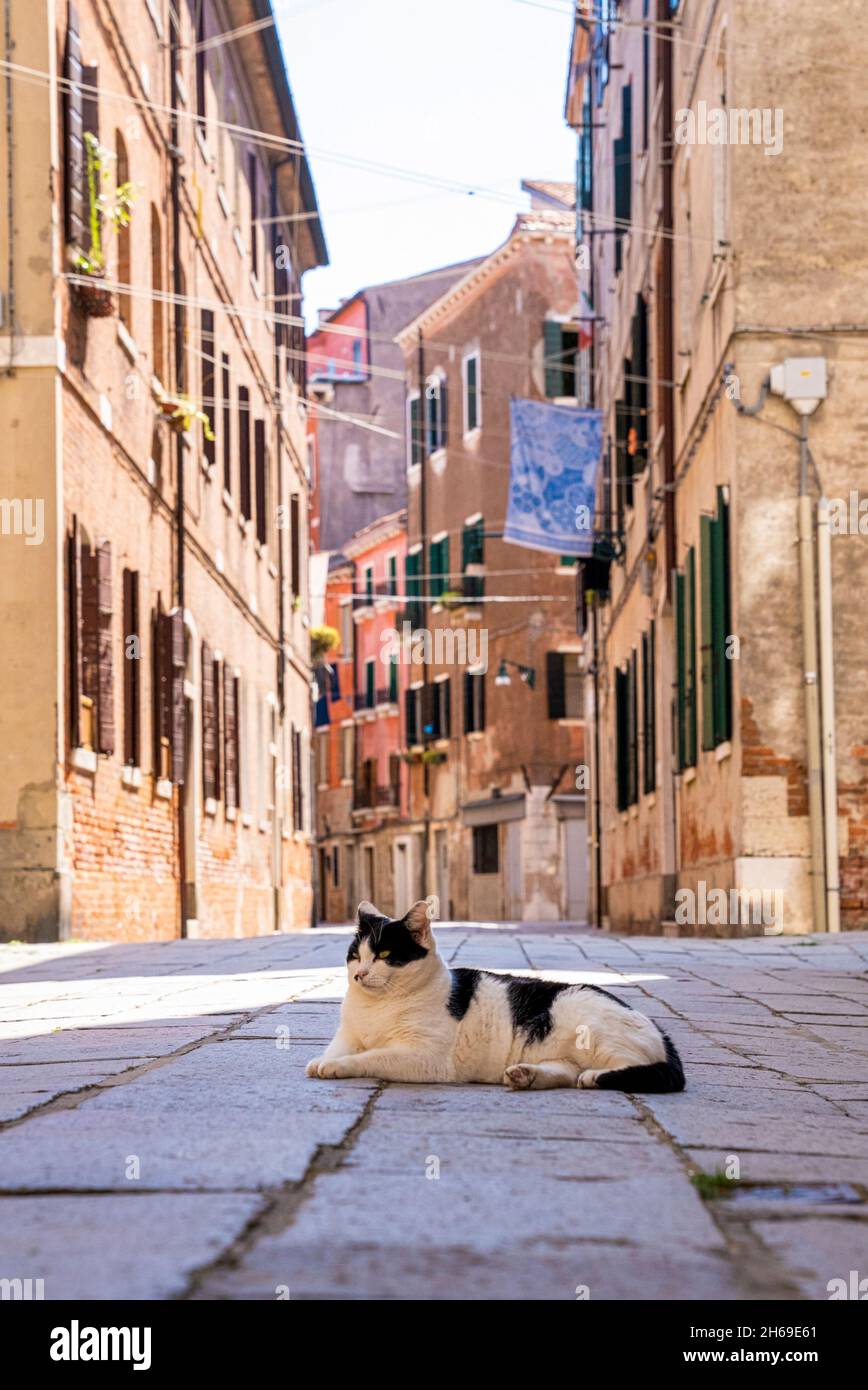 Stray cat relaxing on footpath of ancient residential alley Stock Photo ...